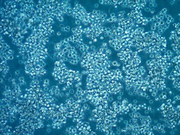 CH27 Mouse B Cell Lymphoma Cell Line | SCC115